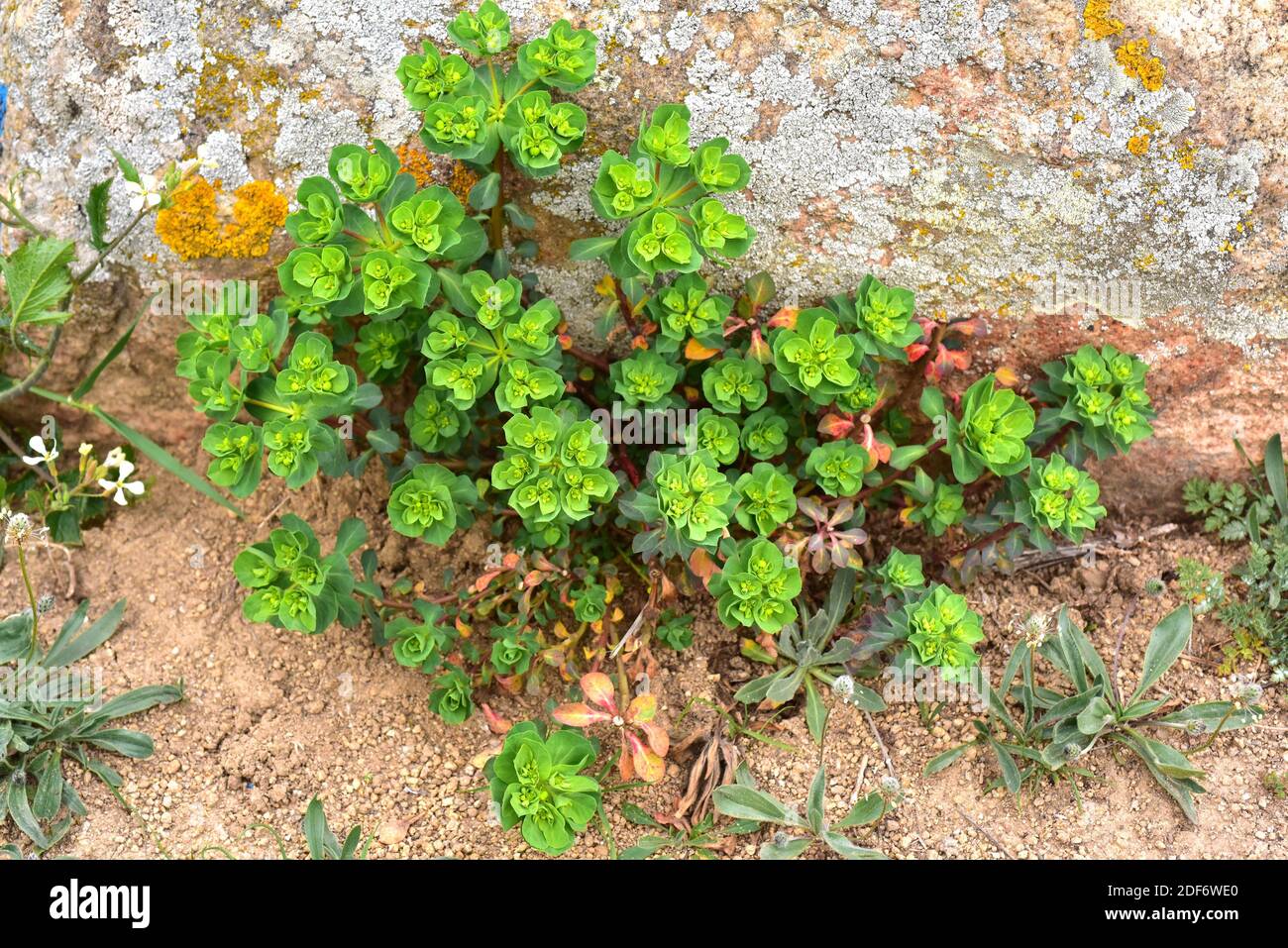 Poisonous spurge hi-res stock photography and images - Alamy
