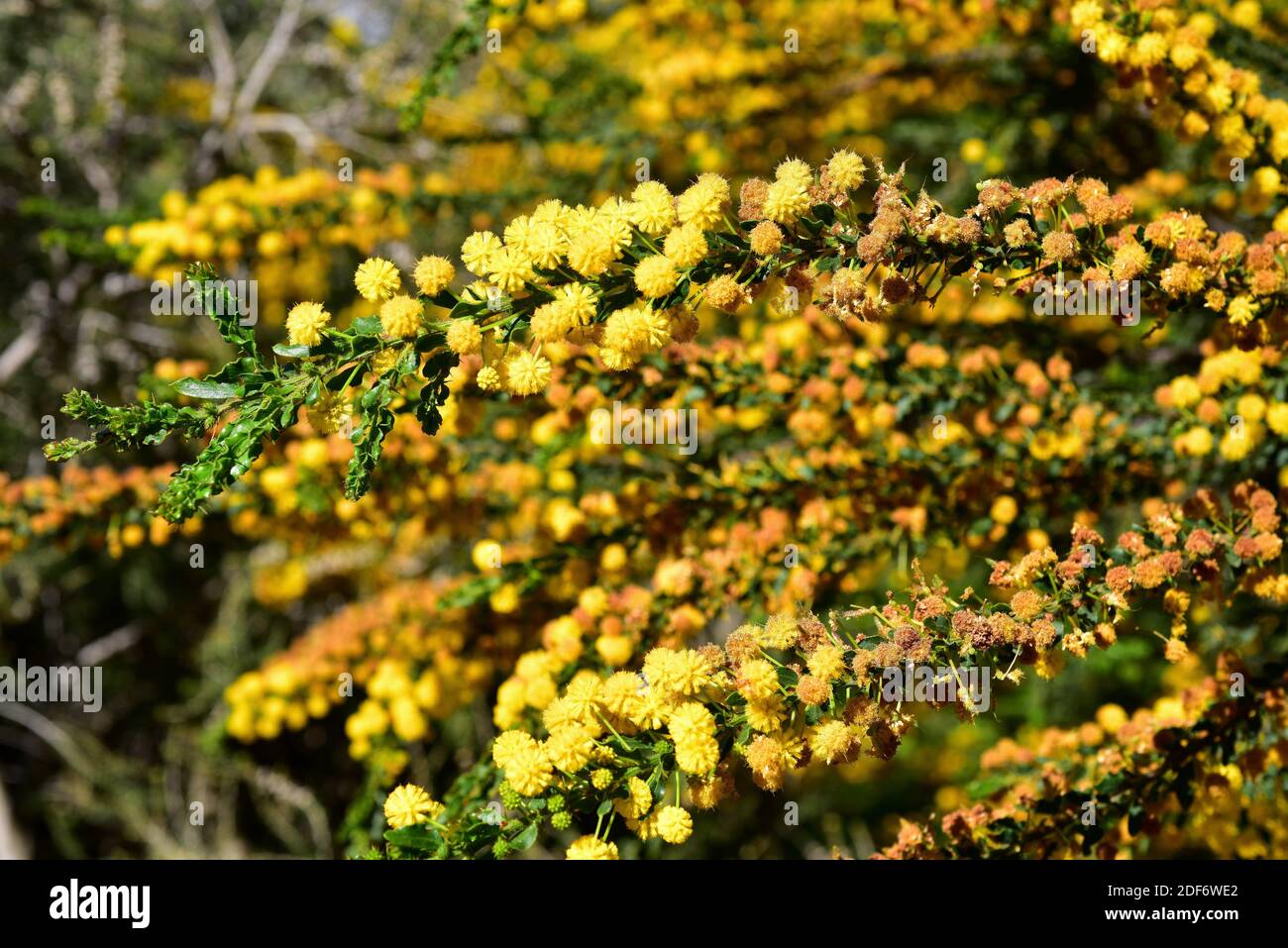 Acacia flower native plant hi-res stock photography and images - Alamy