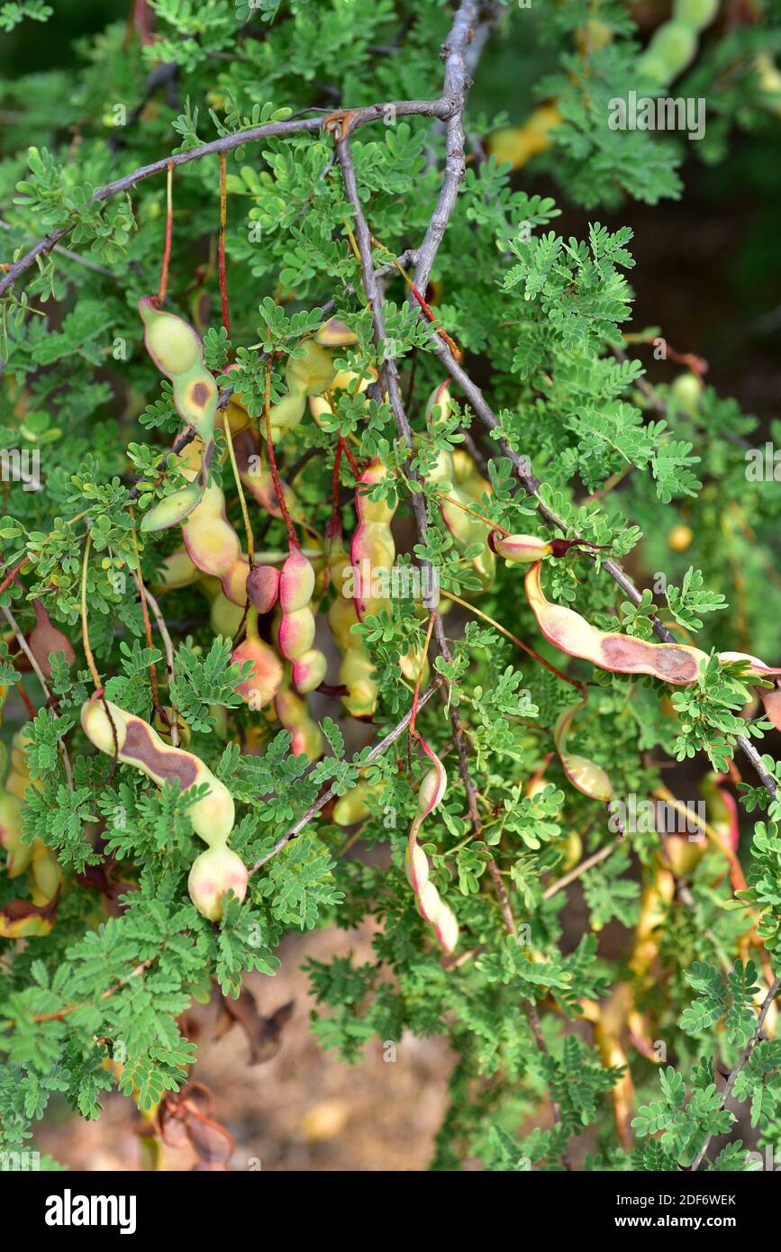 Texas native vegetation hi-res stock photography and images - Alamy