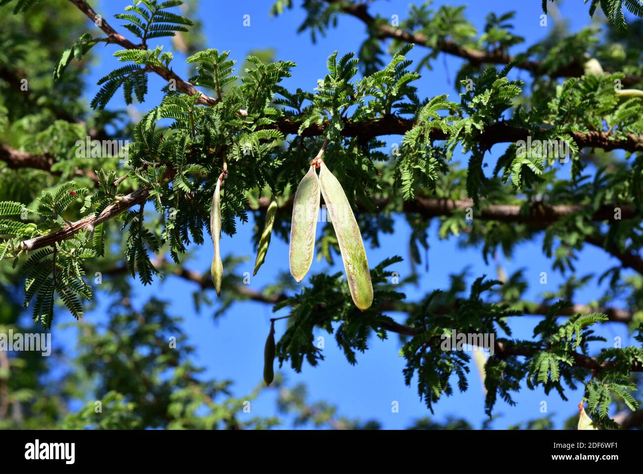 Kalahari tree hi-res stock photography and images - Alamy