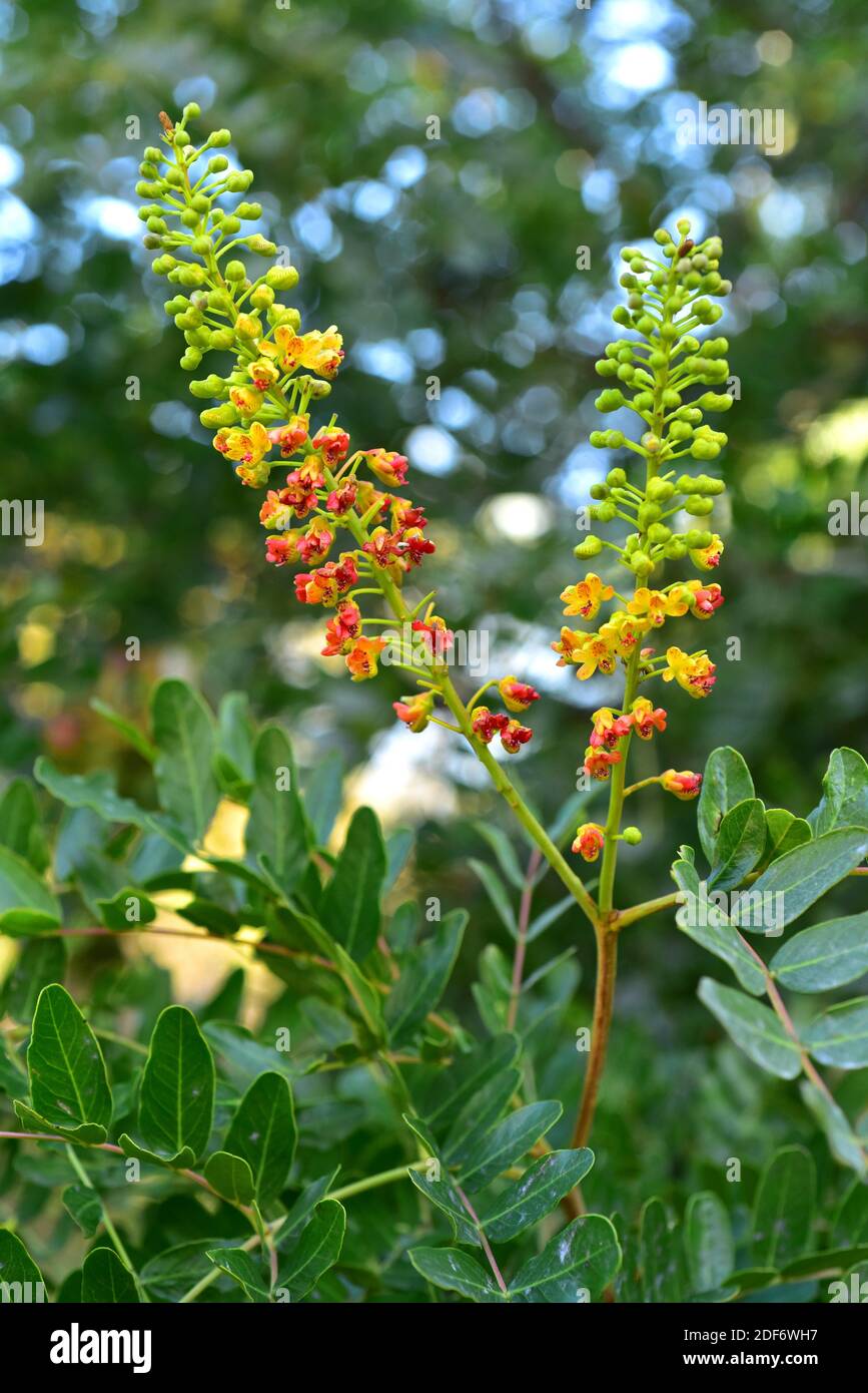 sanar Logro Dolor goma tara Maestro Min el fin