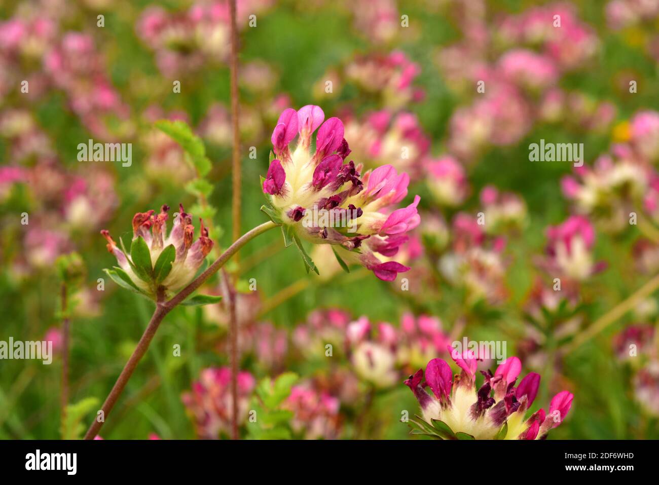 Kidney Vetch High Resolution Stock Photography and Images - Alamy