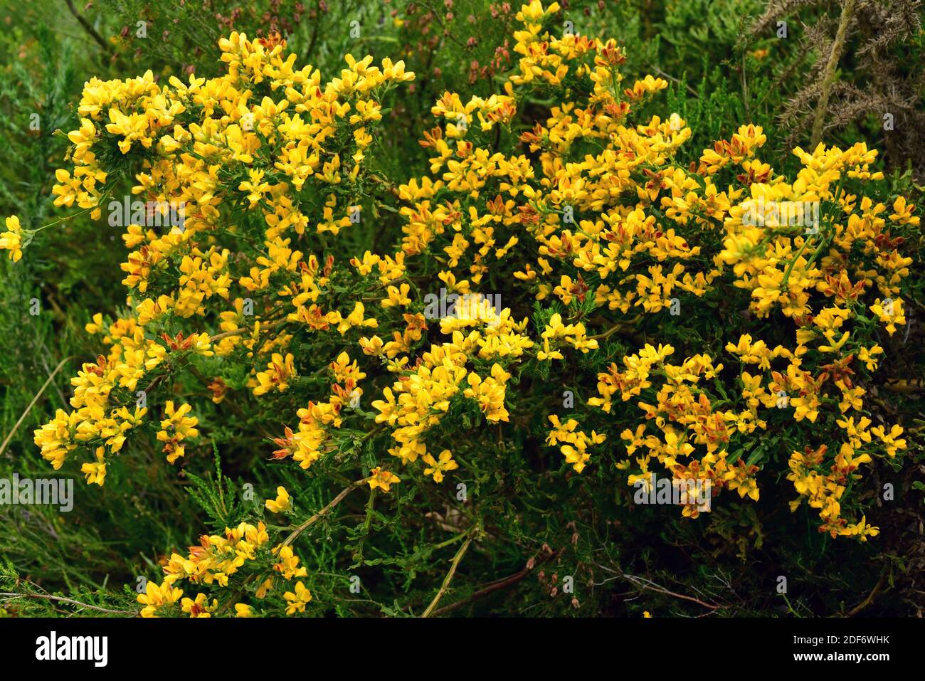 Genista tridentata hi-res stock photography and images - Alamy