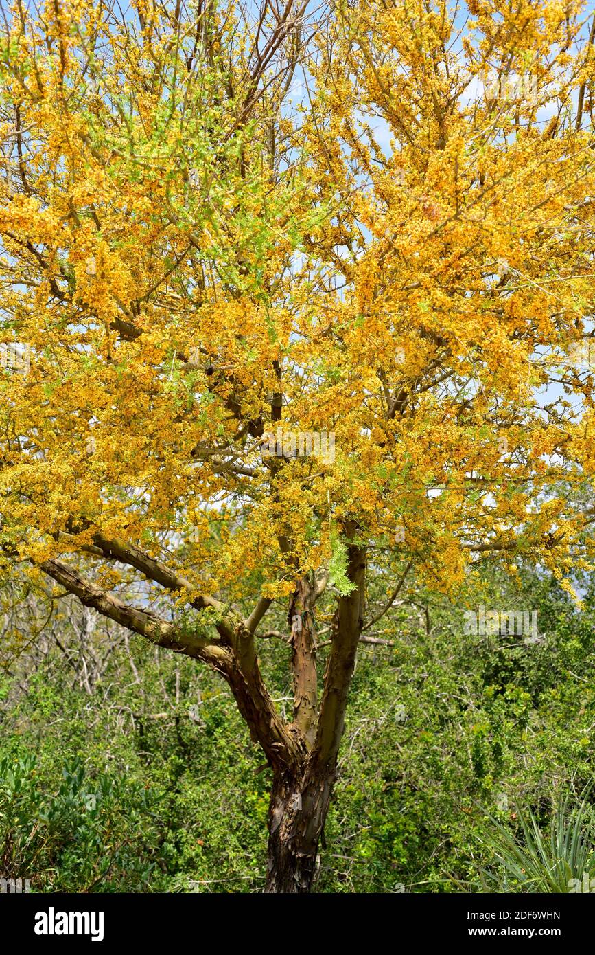 Palo verde flower hi-res stock photography and images - Alamy