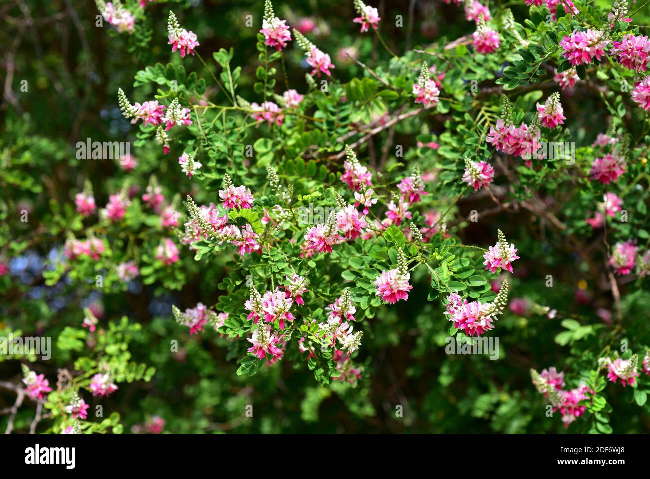 Indigo plant hi-res stock photography and images - Alamy