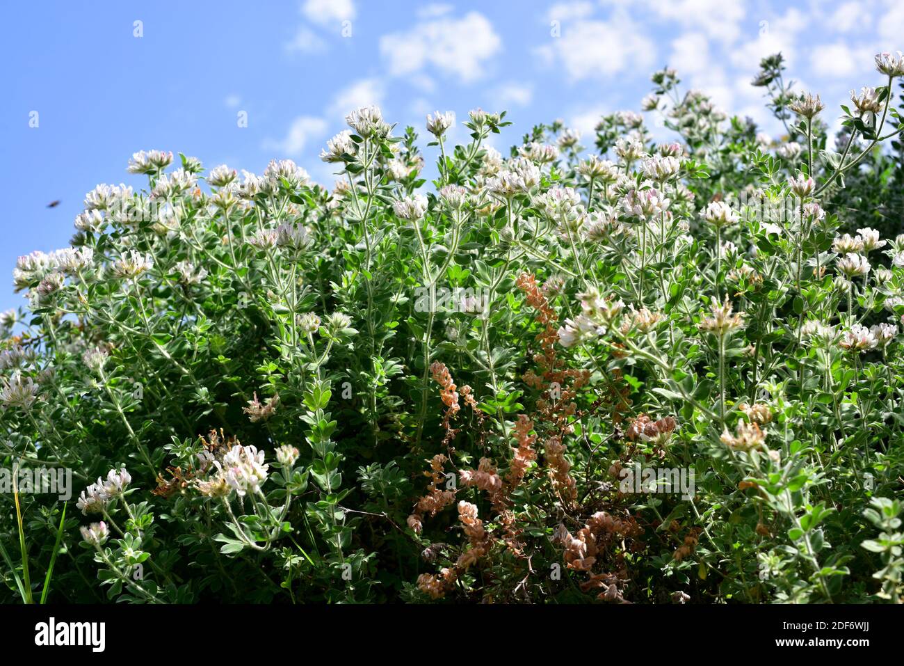 Hairy canary clover lotus hirsutus hi-res stock photography and images ...