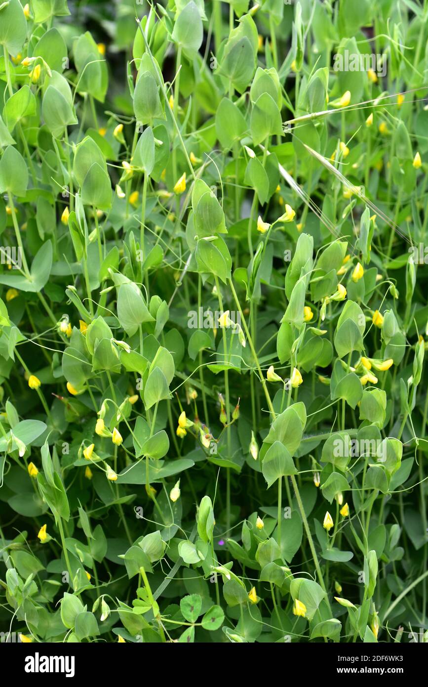 Yellow Vetchling Lathyrus Aphaca High Resolution Stock Photography and ...