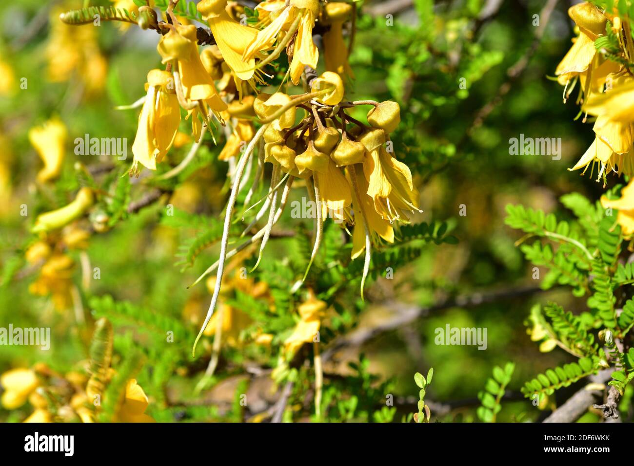 Toromiro sophora toromiro hi-res stock photography and images - Alamy