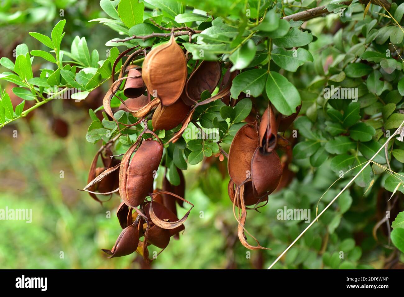 Small Trees With Seeds