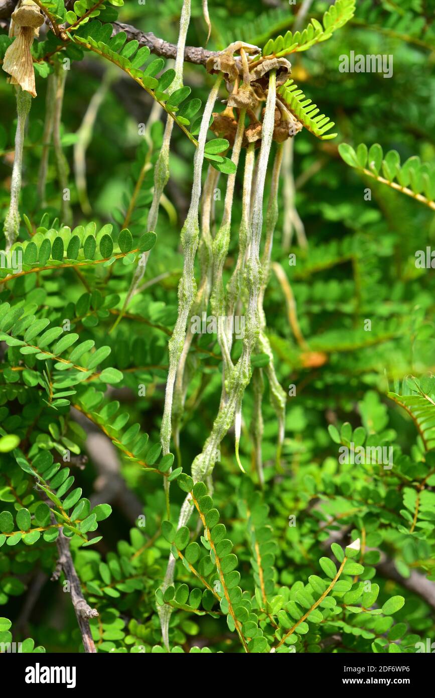 Toromiro tree easter island hi-res stock photography and images - Alamy