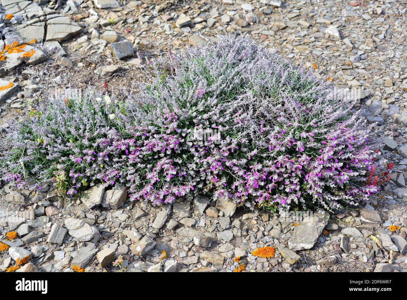 Endemic To Corsica And Sardinia High Resolution Stock Photography and ...