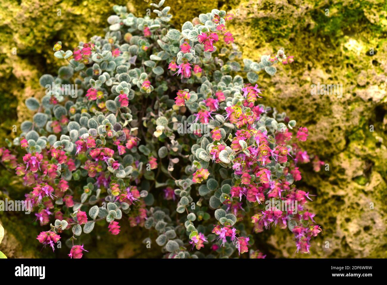 Herb dittany hi-res stock photography and images - Alamy