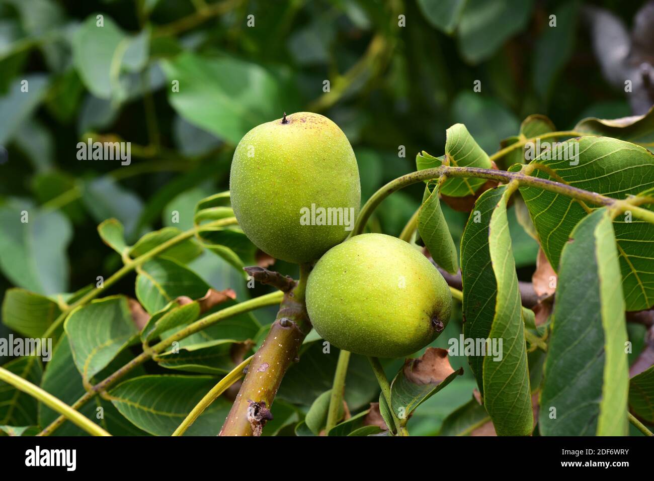 Juglans walnut hi-res stock photography and images - Alamy