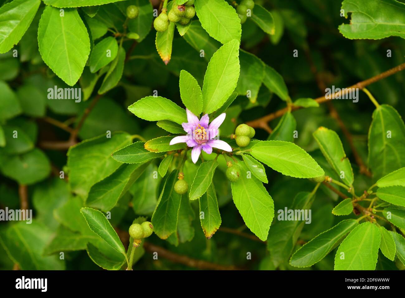 Fruits and flower hi-res stock photography and images - Alamy
