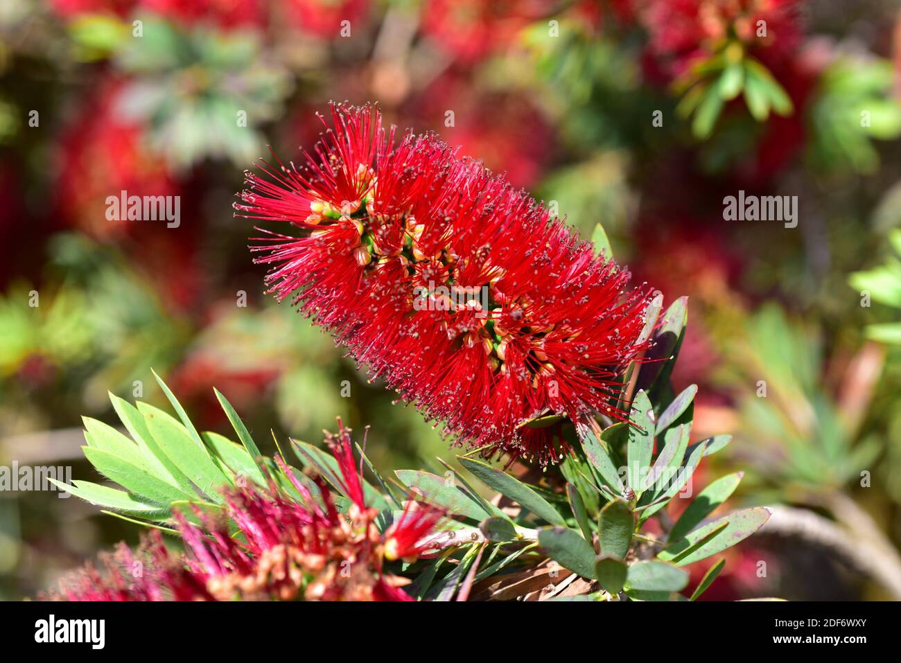 Weeping Bottlebrush High Resolution Stock Photography and Images - Alamy