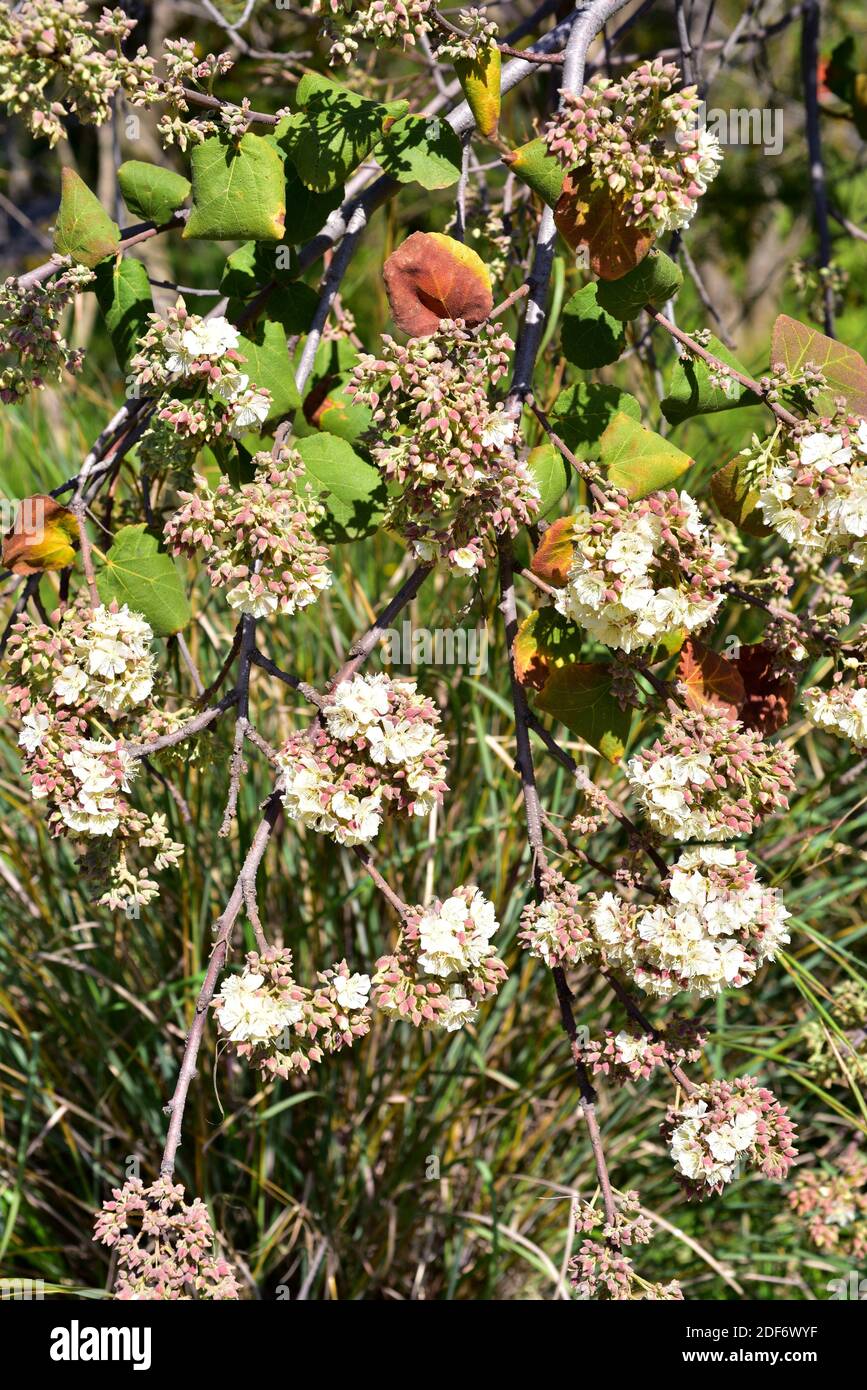 South african wild pear hi-res stock photography and images - Alamy