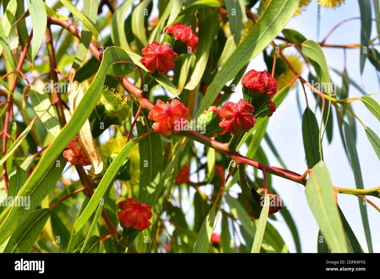 Illyarrie tree hi-res stock photography and images - Alamy