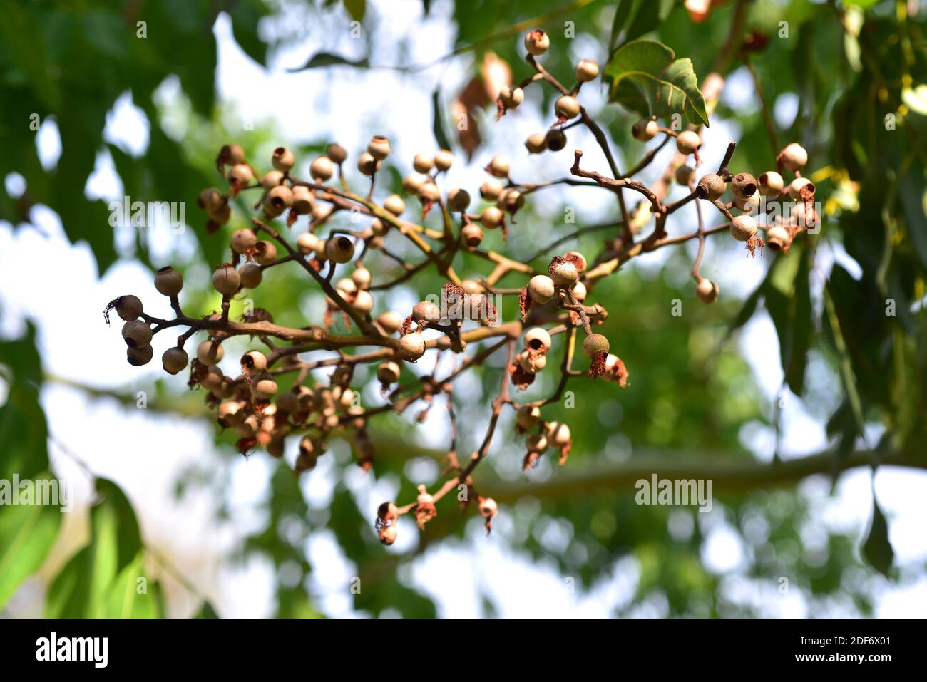 Corymbia torelliana hi-res stock photography and images - Alamy