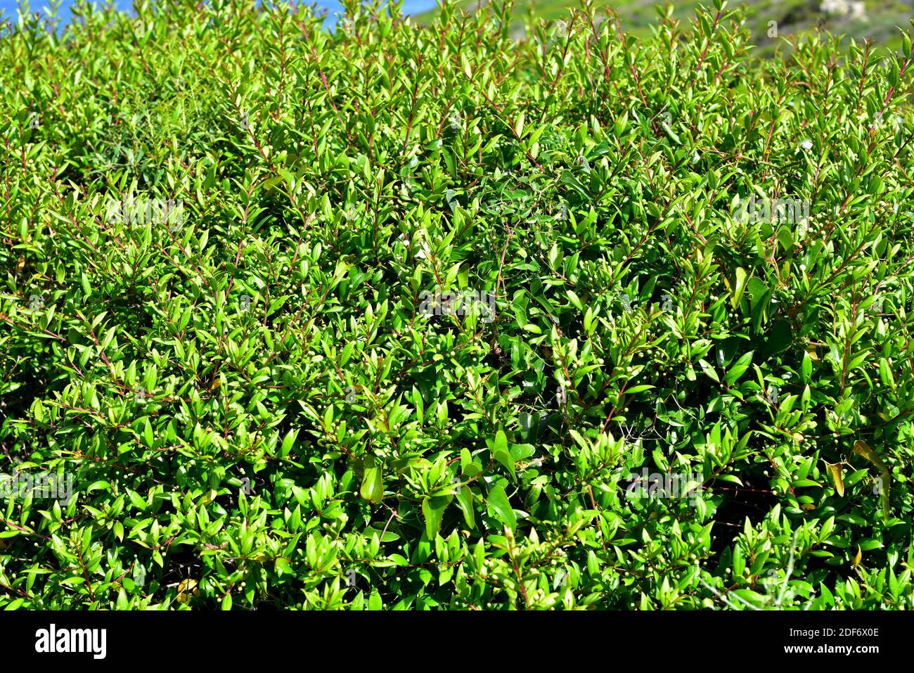Common myrtle myrtus communis hi-res stock photography and images - Alamy