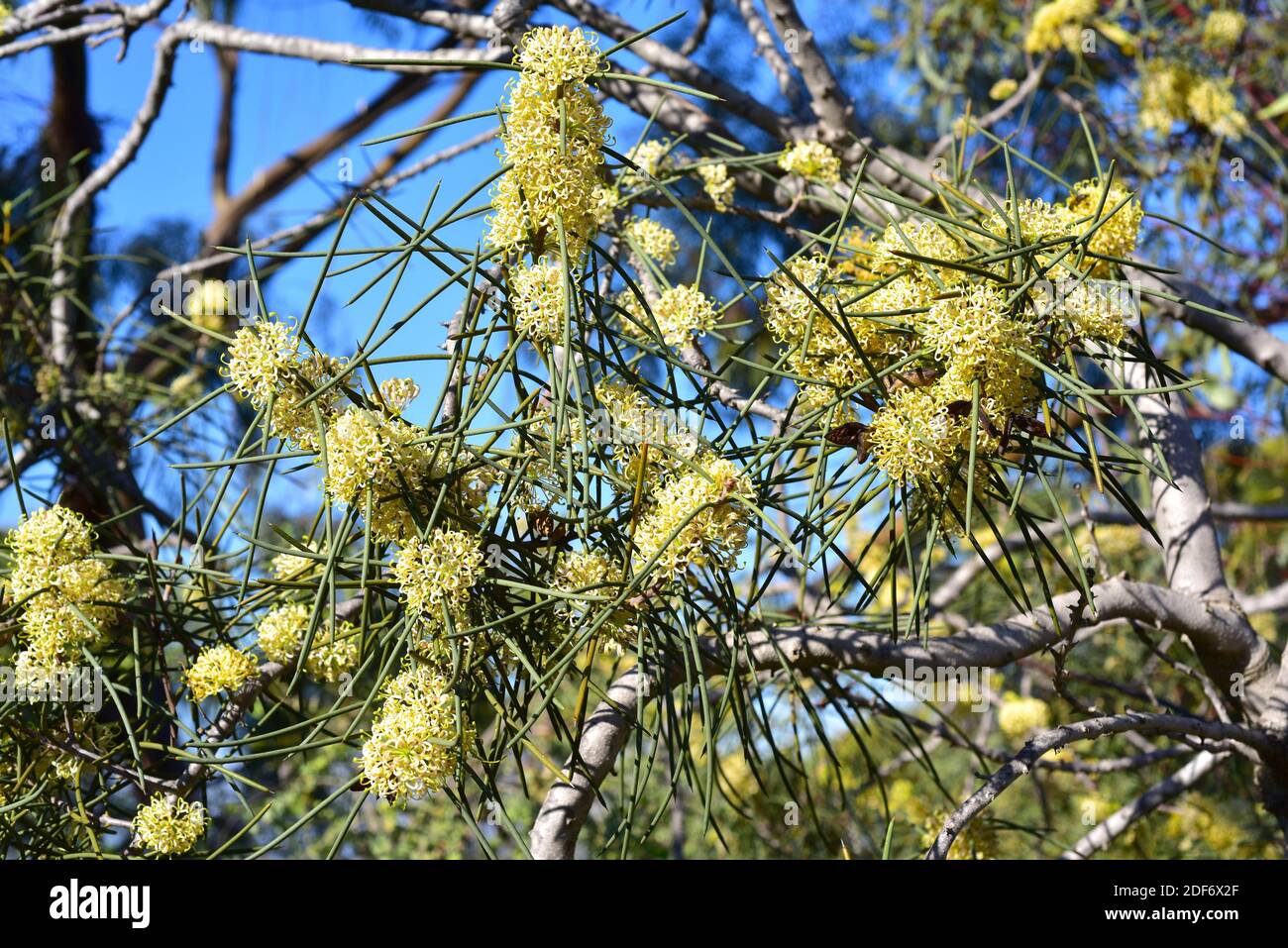 Western australia flower hi-res stock photography and images - Alamy