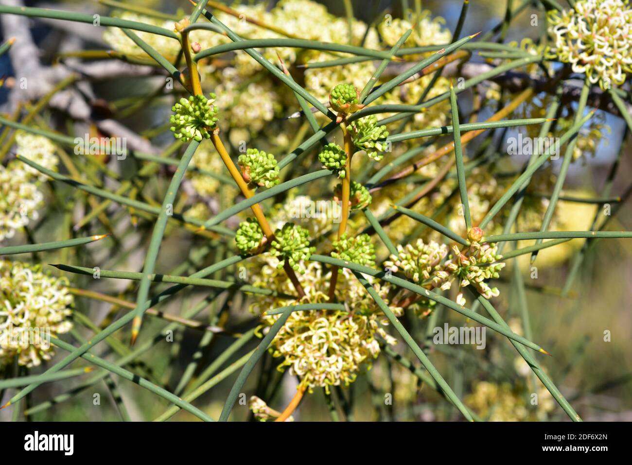 Hakea recurva hi-res stock photography and images - Alamy