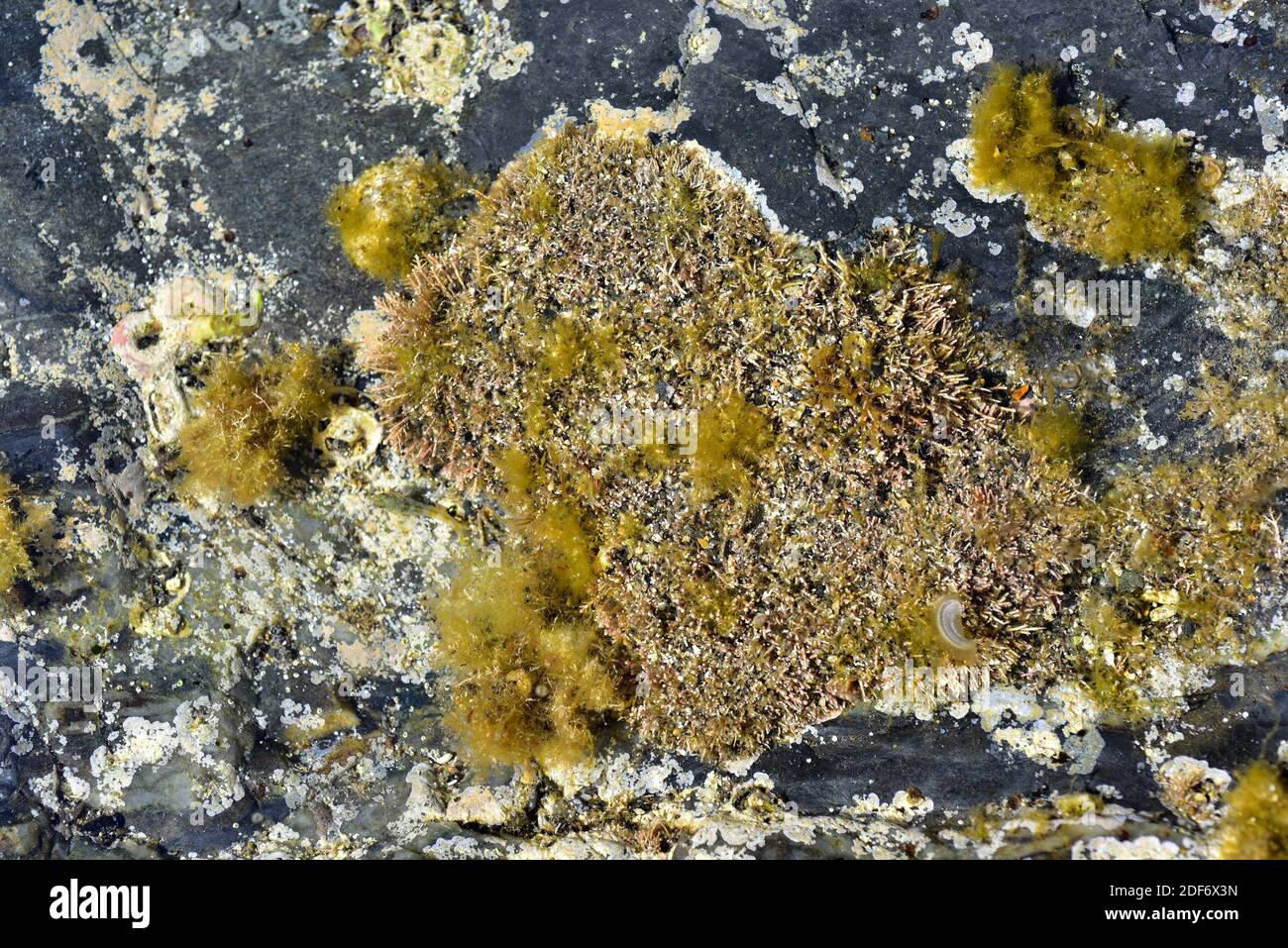 Corallina red alga hi-res stock photography and images - Alamy
