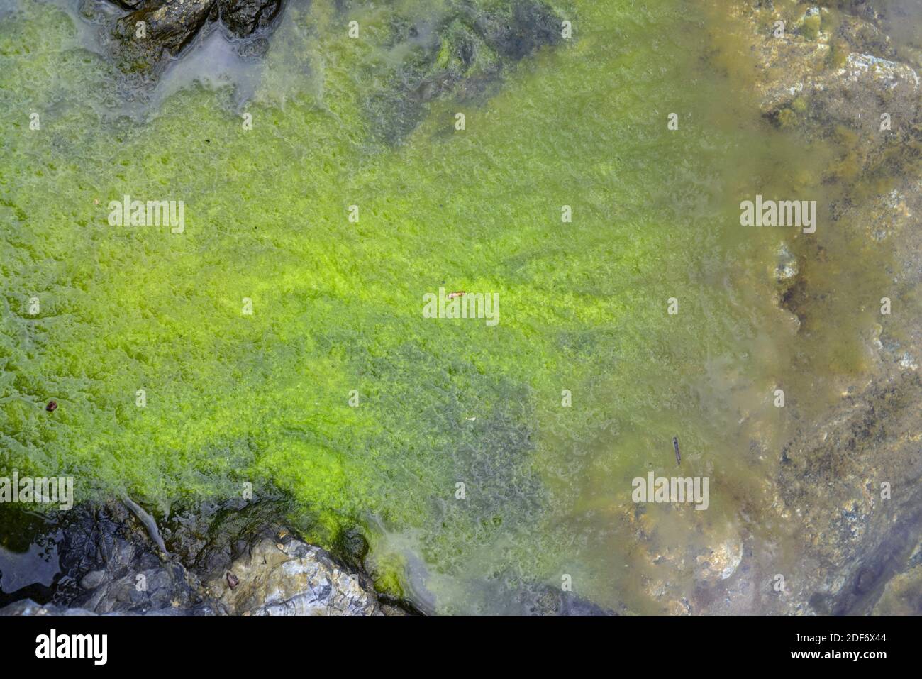 Chaetomorpha aerea hi-res stock photography and images - Alamy