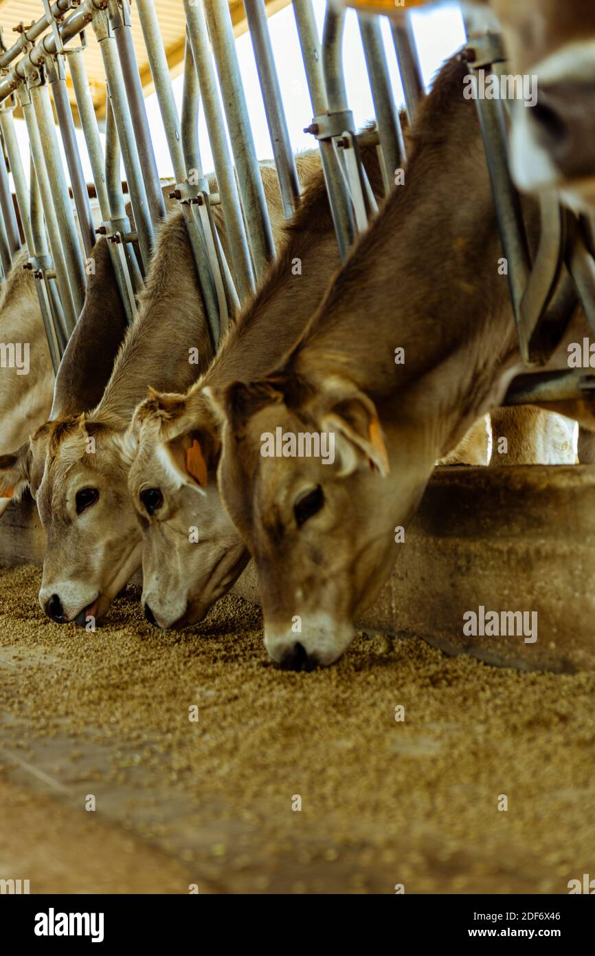 A vertical closeup of cows leaning from metal bars to feed Stock Photo ...