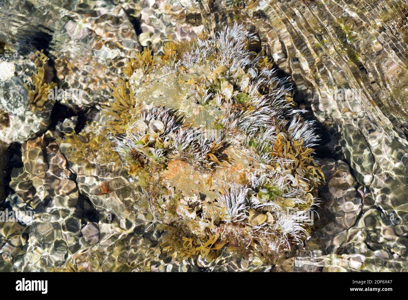 Acetabularia Labeled Dissection Scope