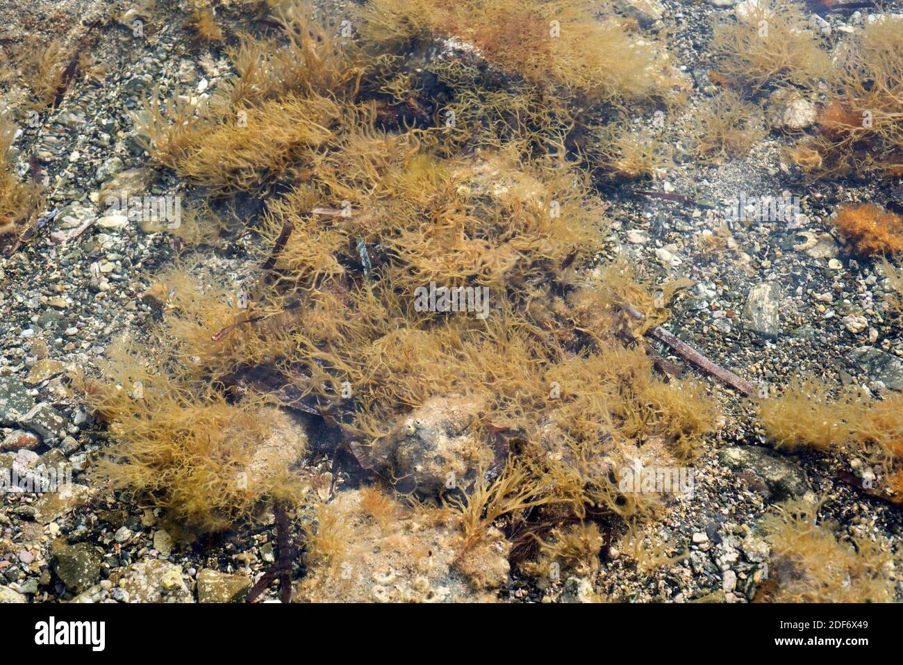 Dilophus hi-res stock photography and images - Alamy
