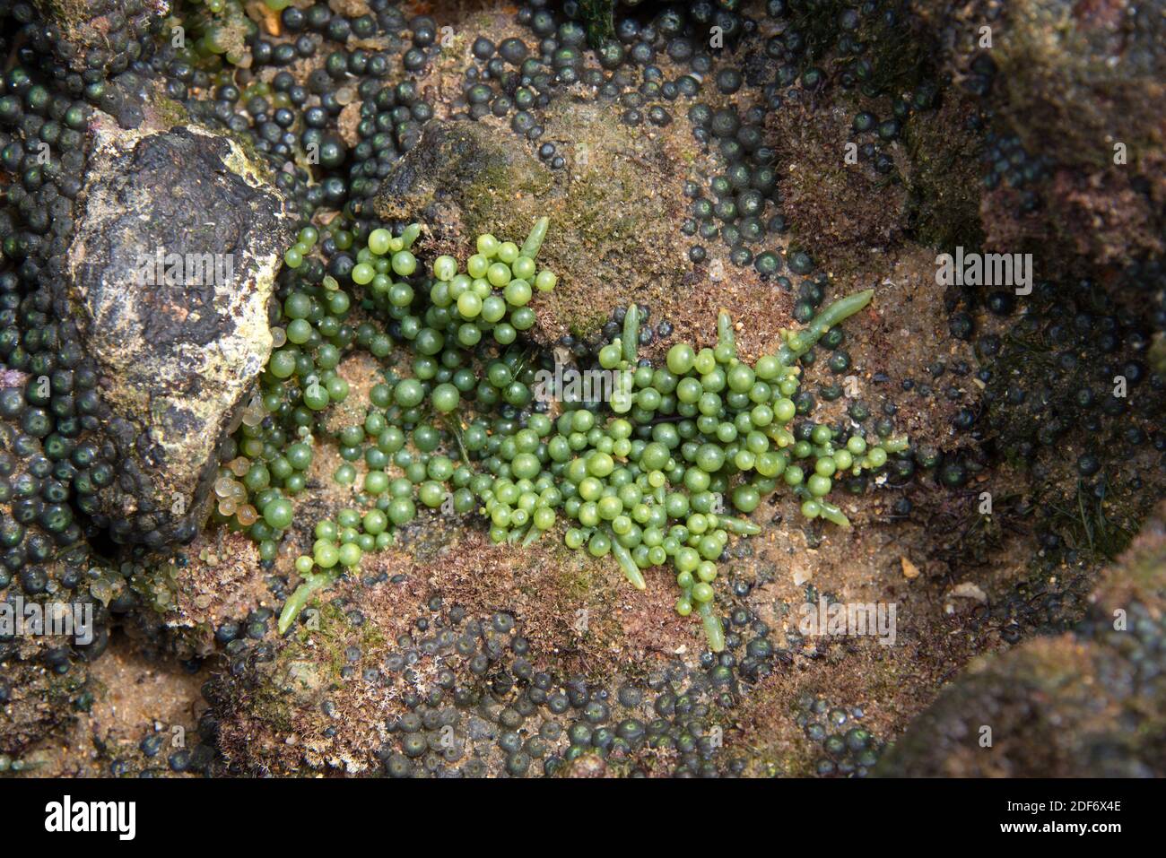 Sea Grape High Resolution Stock Photography and Images - Alamy