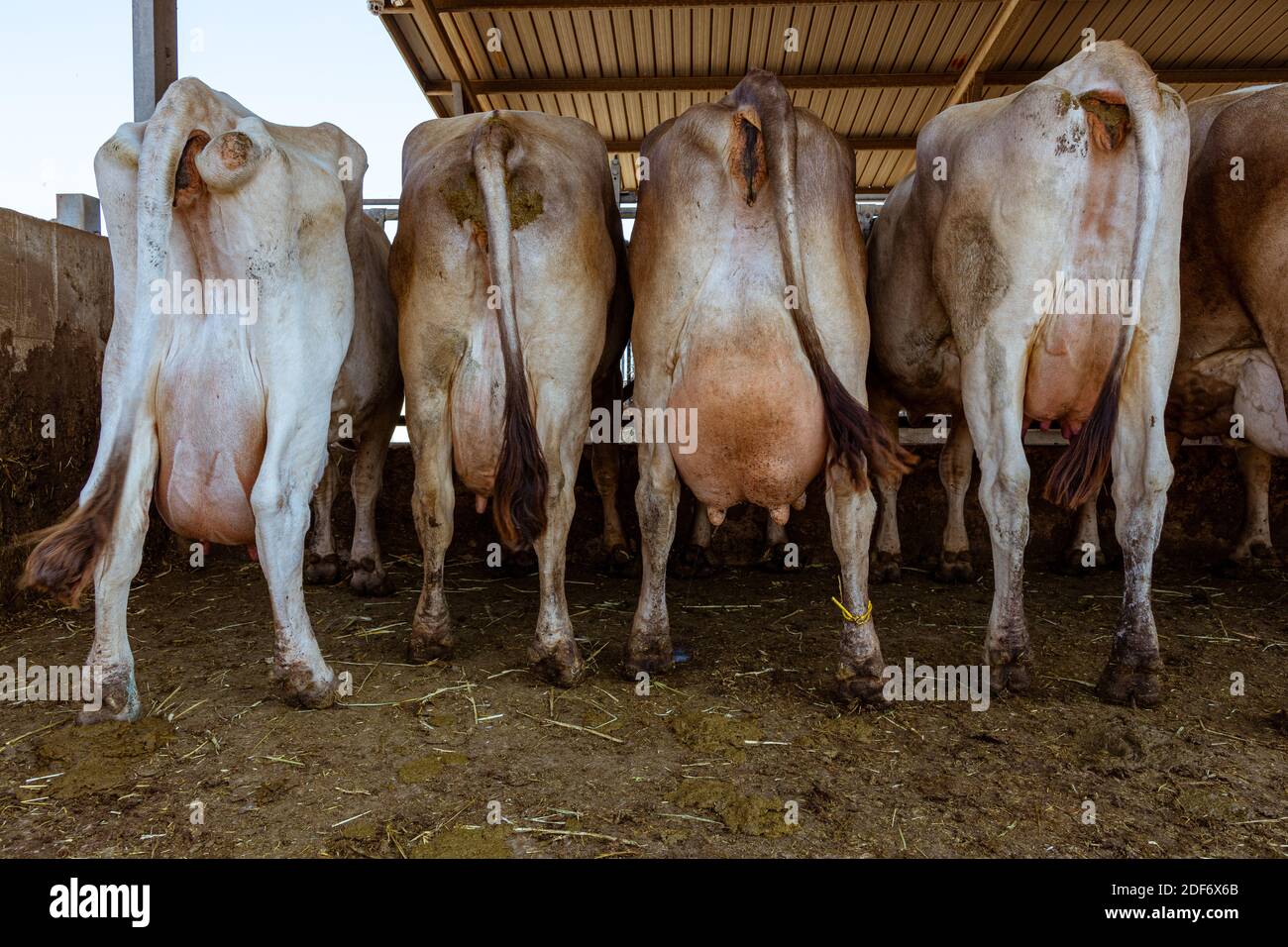 A closeup of cows from behind standing next to each other in the barn ...