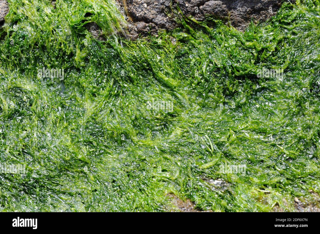 Ulva Intestinalis