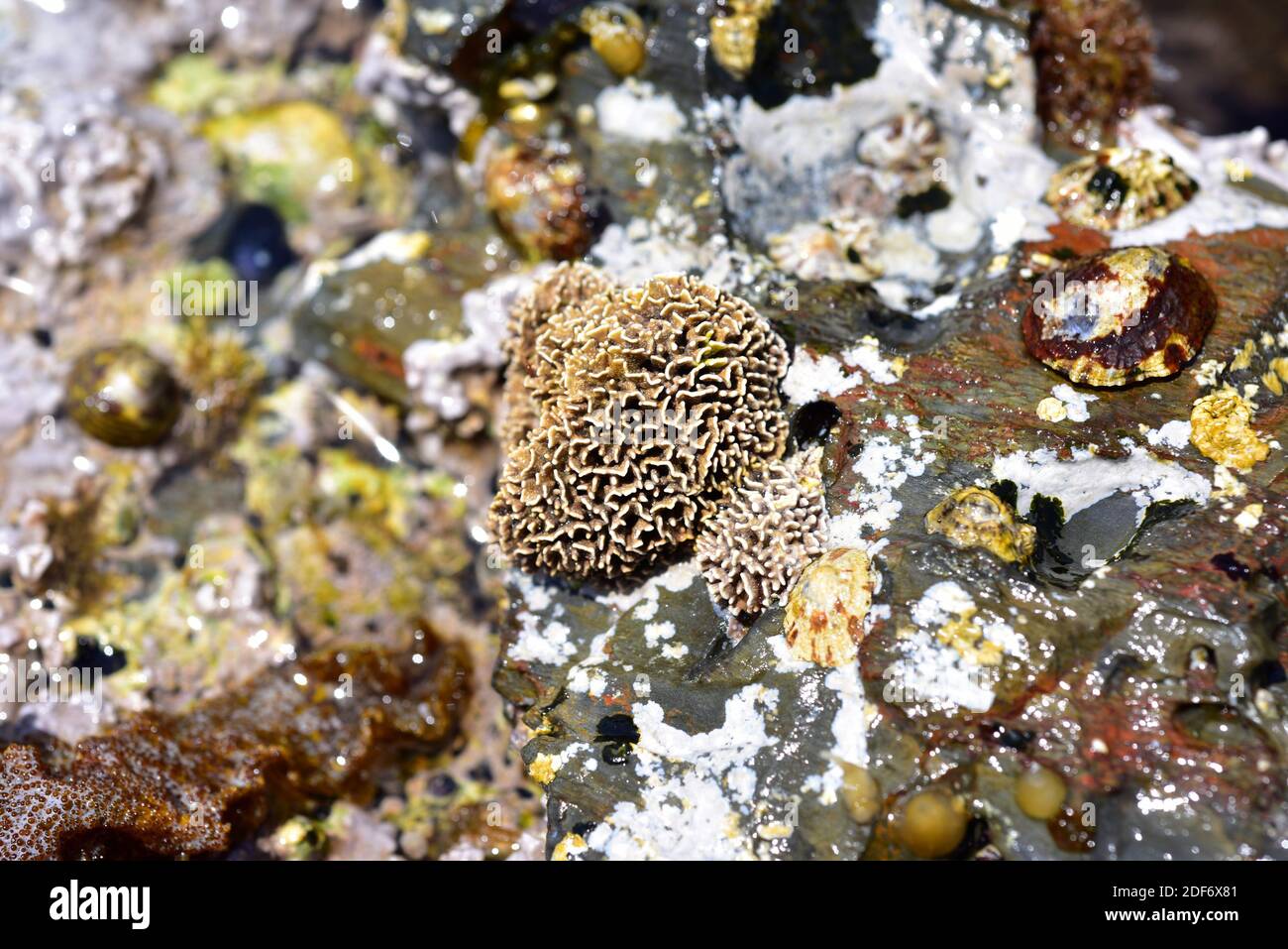 Lithophyllum High Resolution Stock Photography and Images - Alamy