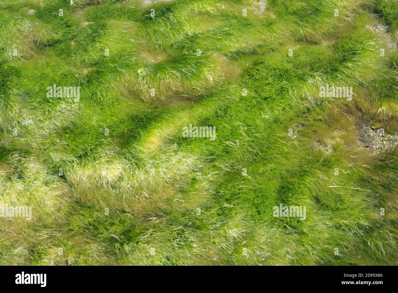 Enteromorpha intestinalis or Ulva intestinalis is a green alga. This ...