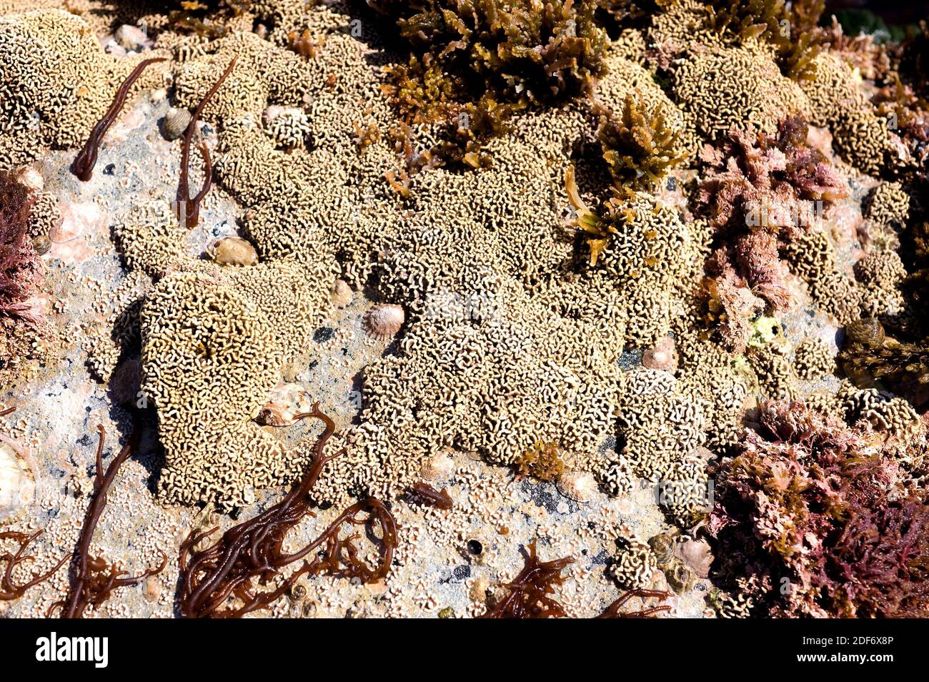 Lithophyllum High Resolution Stock Photography and Images - Alamy