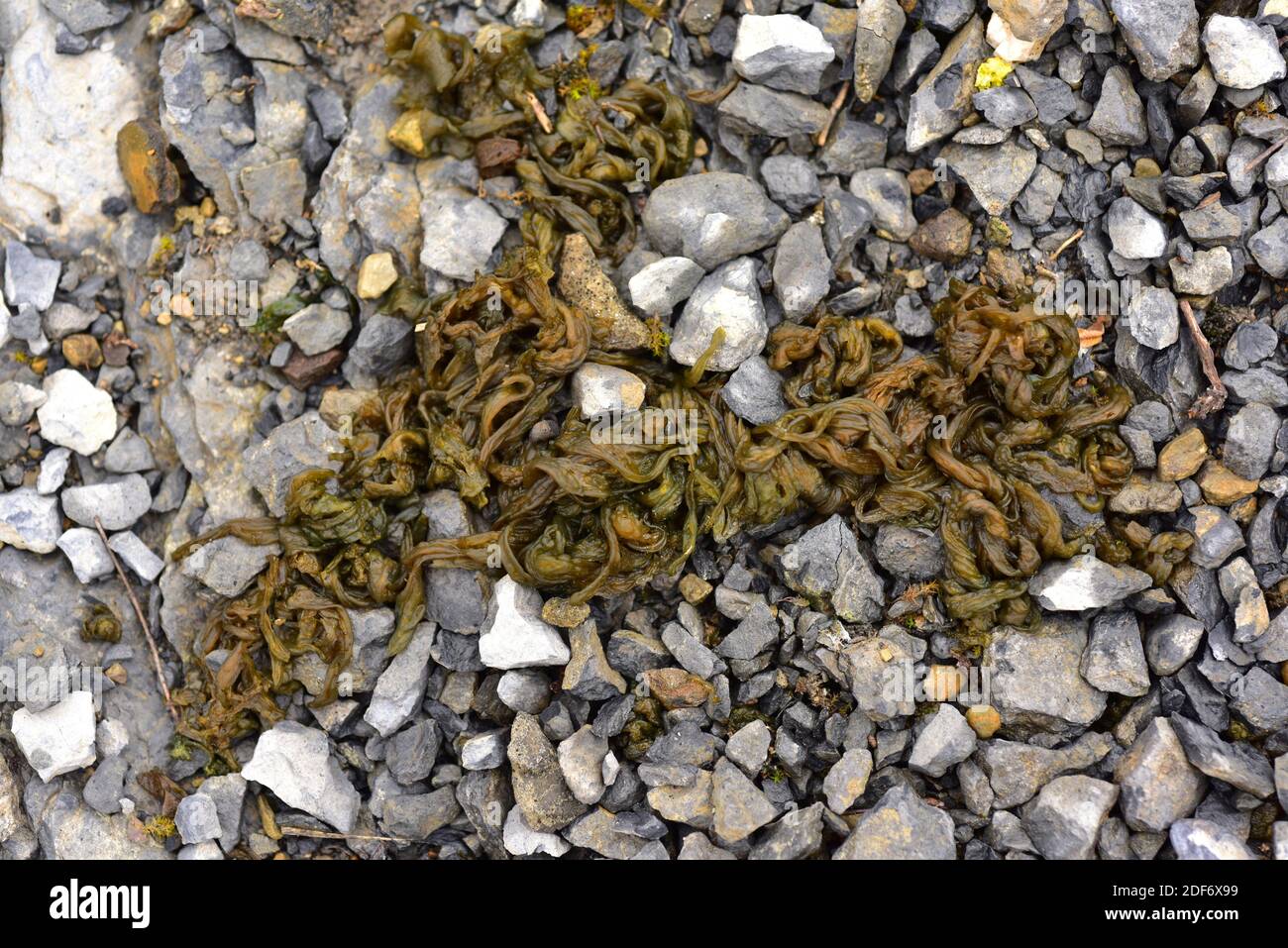 Colonial Backgrounds High Resolution Stock Photography and Images - Alamy