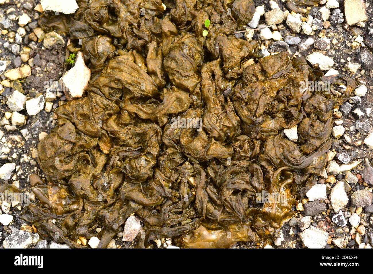 Nostoc High Resolution Stock Photography and Images - Alamy