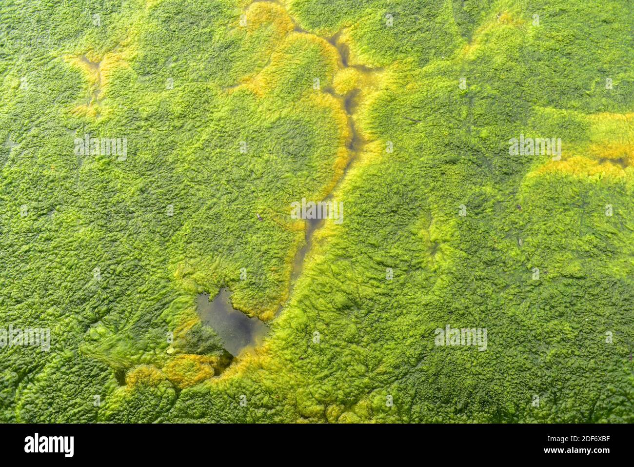 Chlorophyta Green Algae Spirogyra