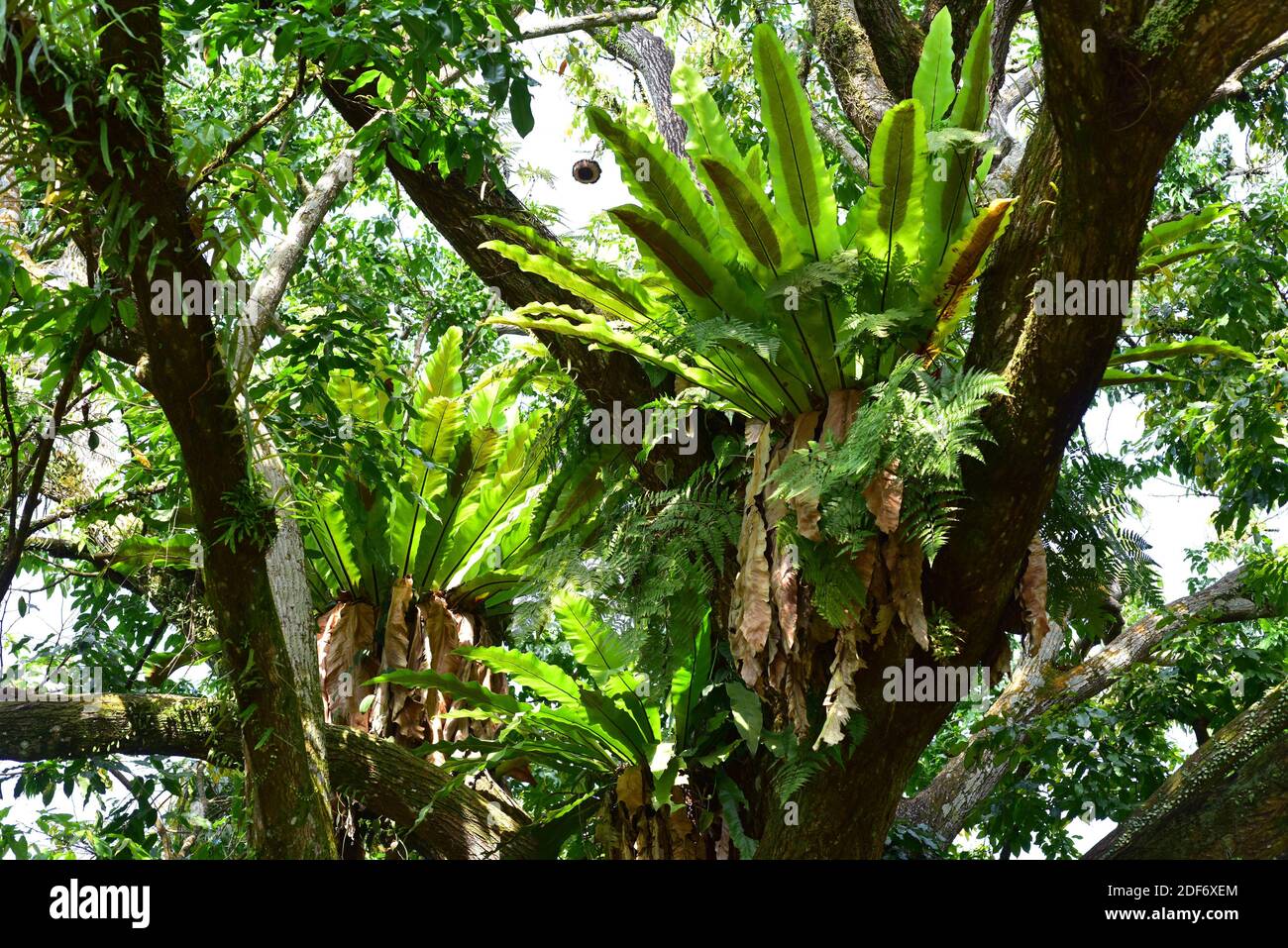 Epiphytic ferns hi-res stock photography and images - Alamy