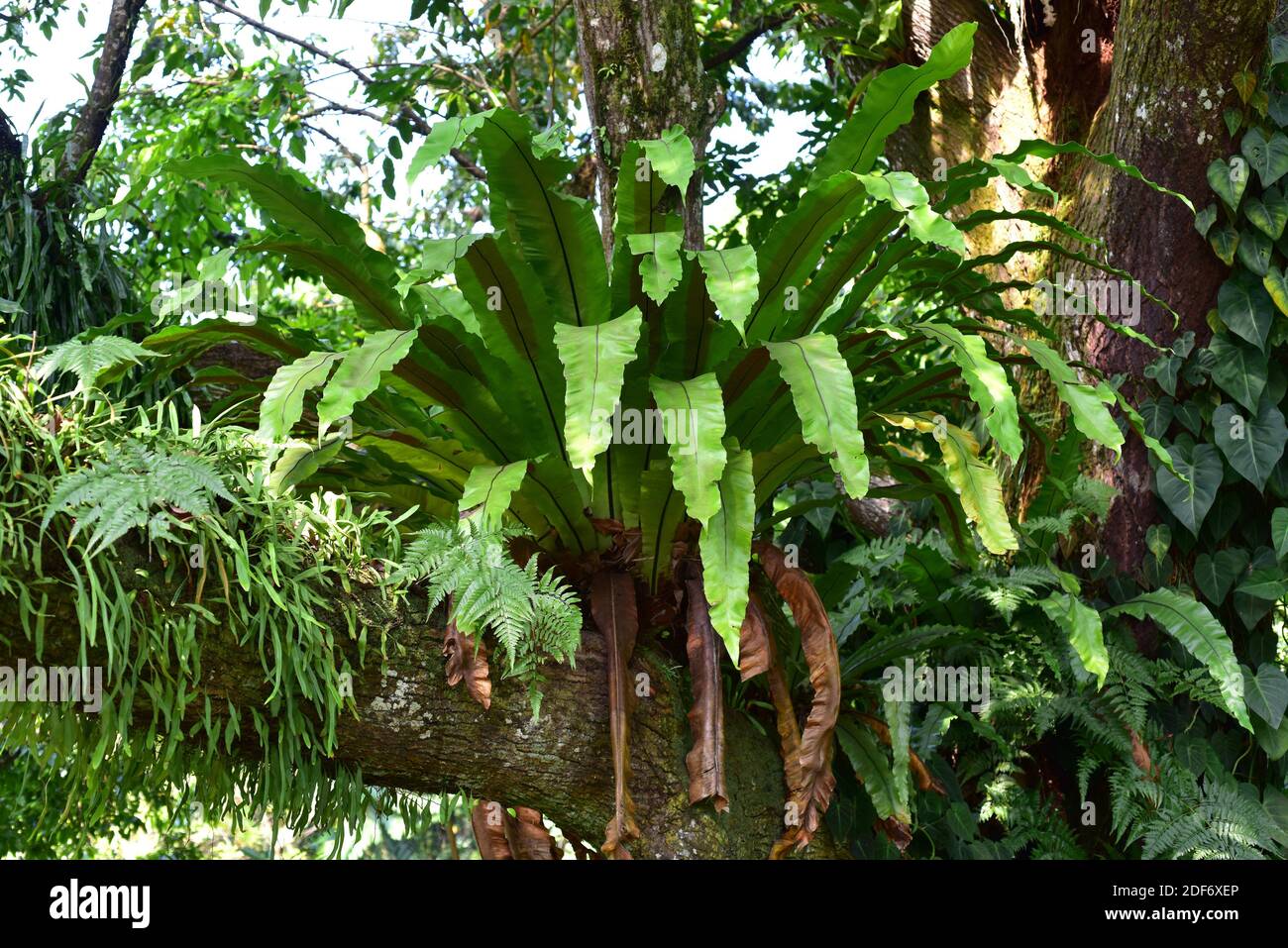 Epiphytic ferns hi-res stock photography and images - Alamy