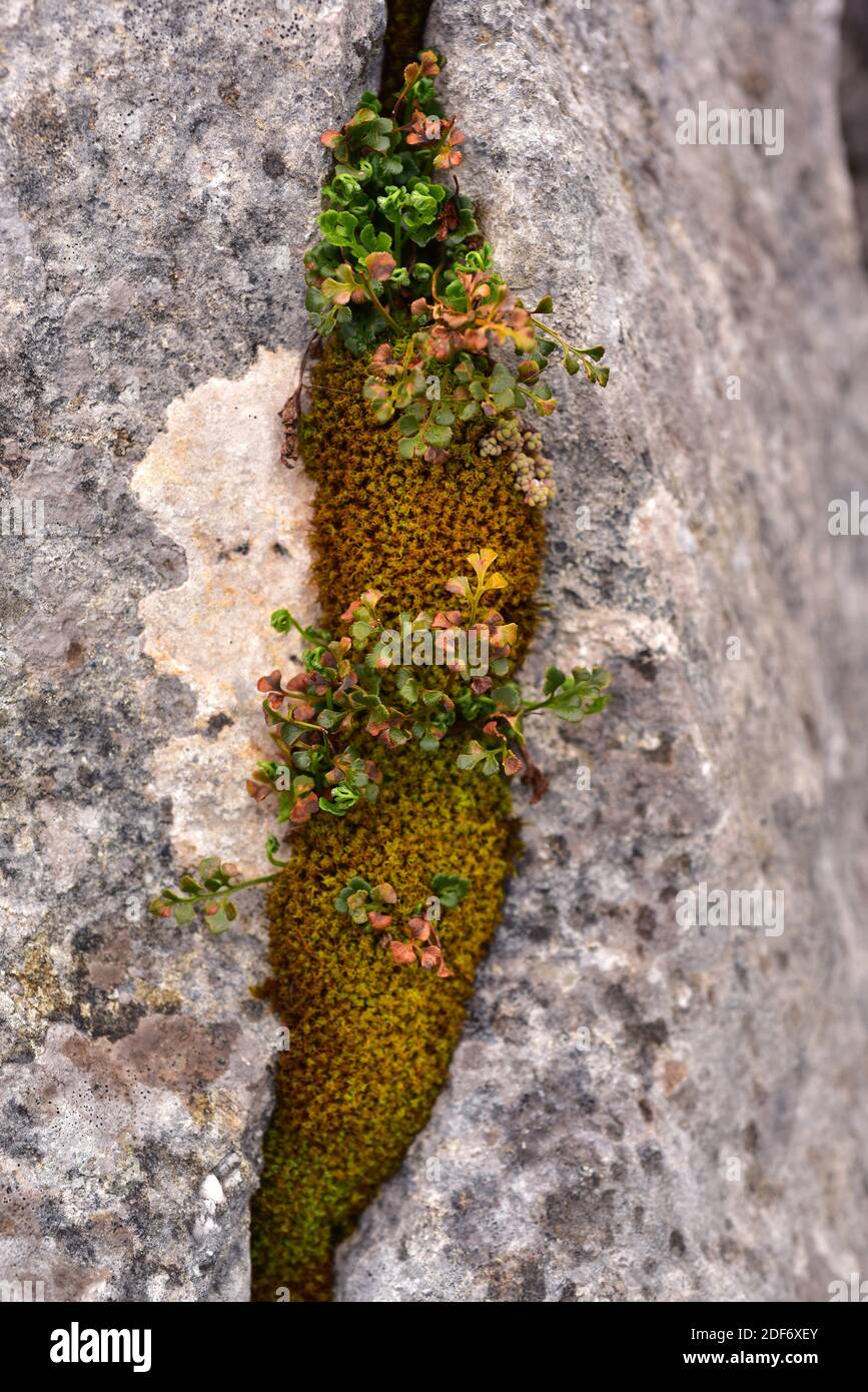 Wall-rue (Asplenium ruta-muraria) is a fern native to Eurasia. This ...