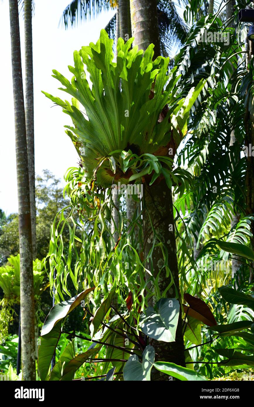 Fern Native To Australia High Resolution Stock Photography and Images ...