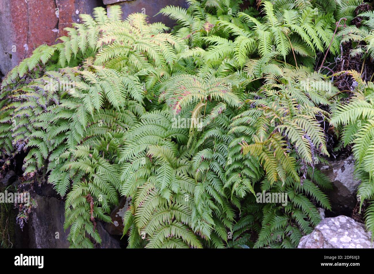 Chain ferns woodwardia radicans hi-res stock photography and images - Alamy