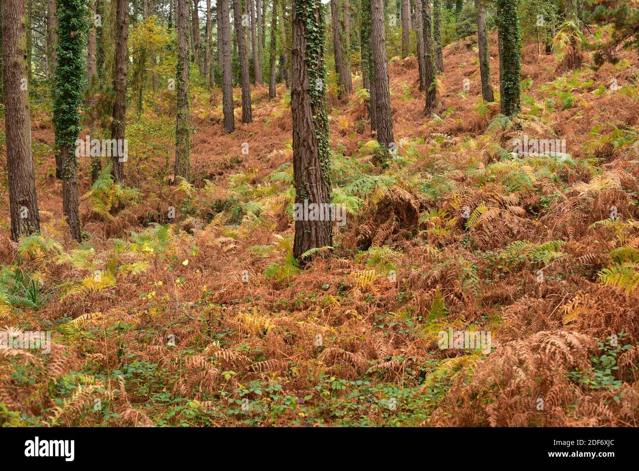 Common braken hi-res stock photography and images - Alamy