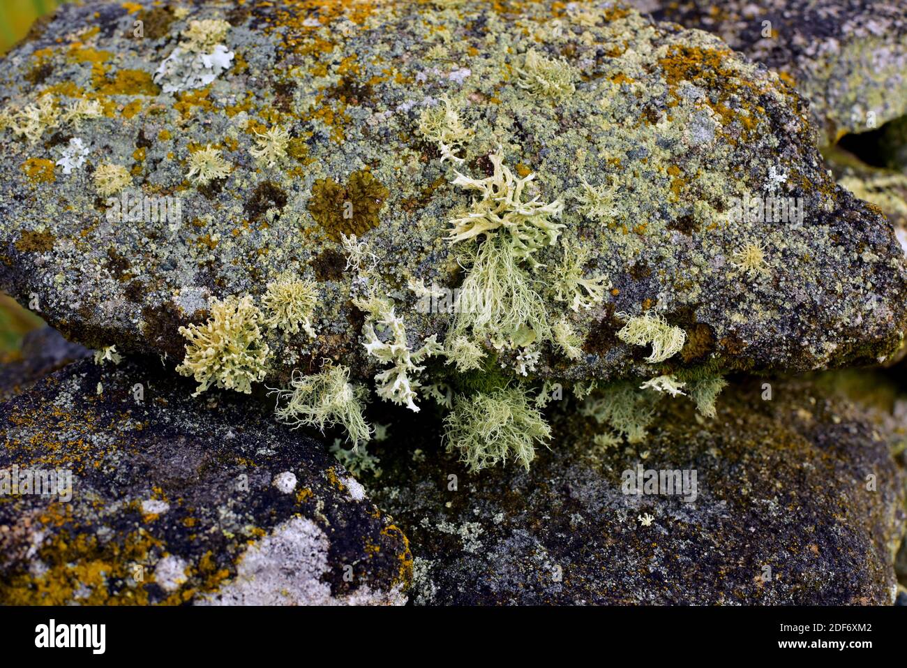 Crustose And Foliose Lichen