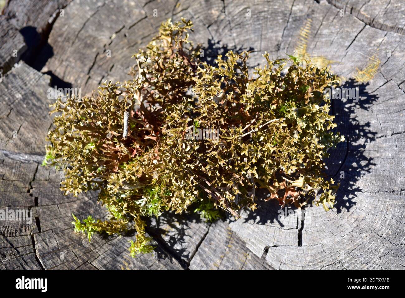Islandica hi-res stock photography and images - Alamy