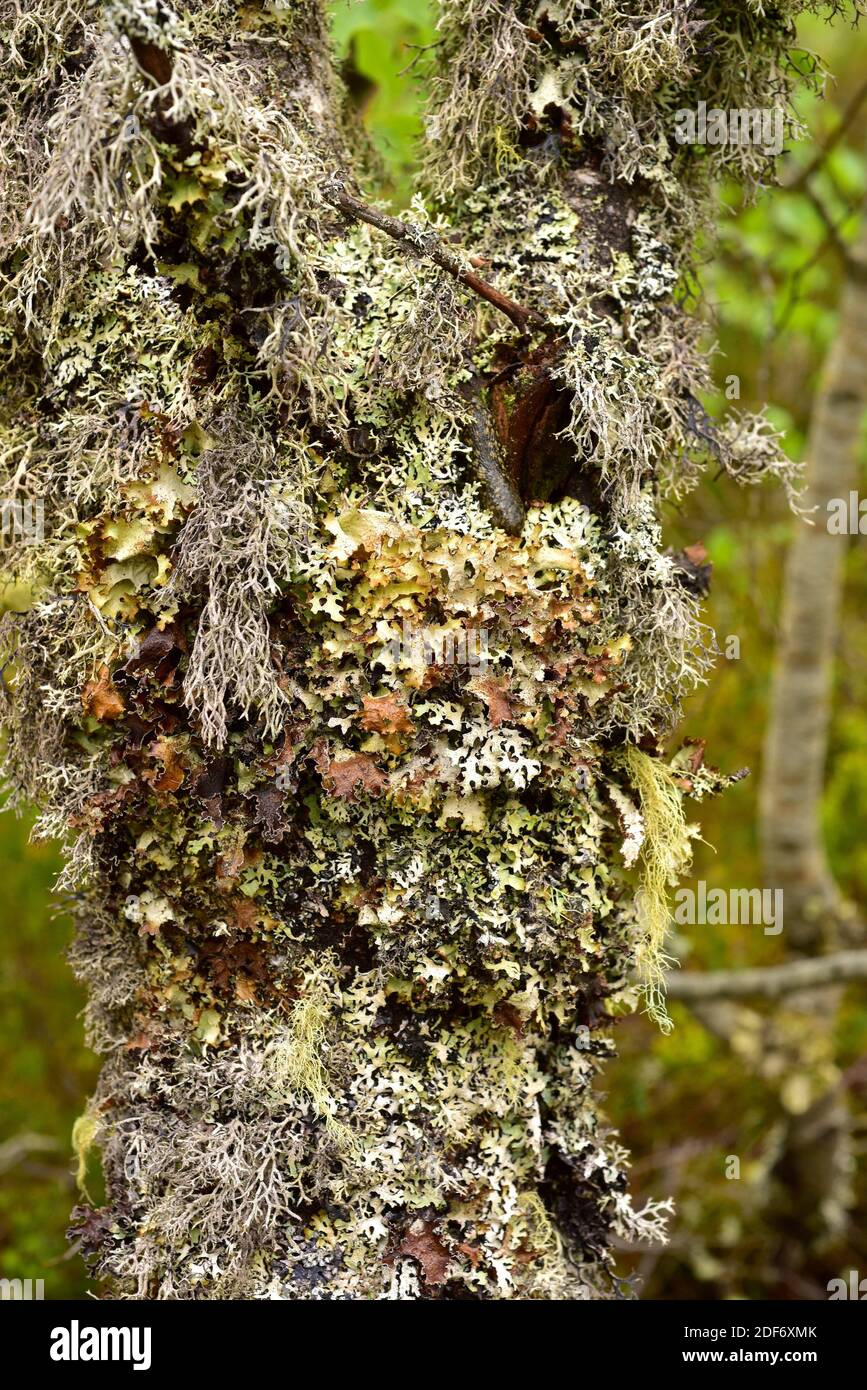 Lichen on oak tree hi-res stock photography and images - Alamy