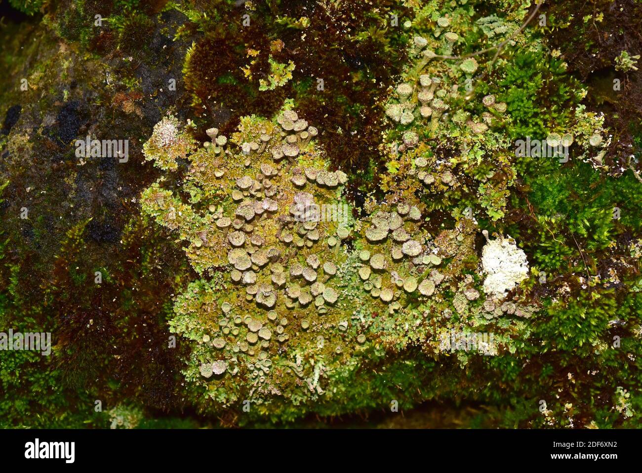 Squamulose Lichen