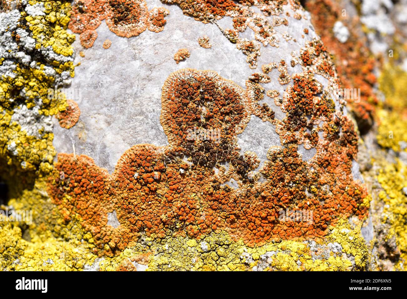Orange color photo hi-res stock photography and images - Alamy